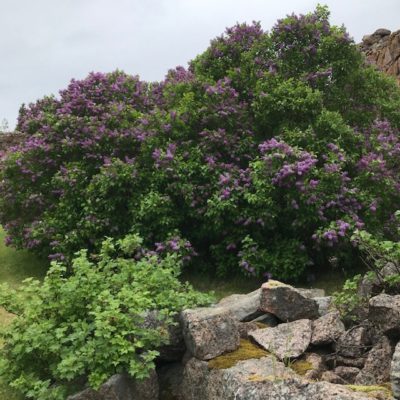 7. Ehrensvärdin sireeni - Loviisan kaupunki