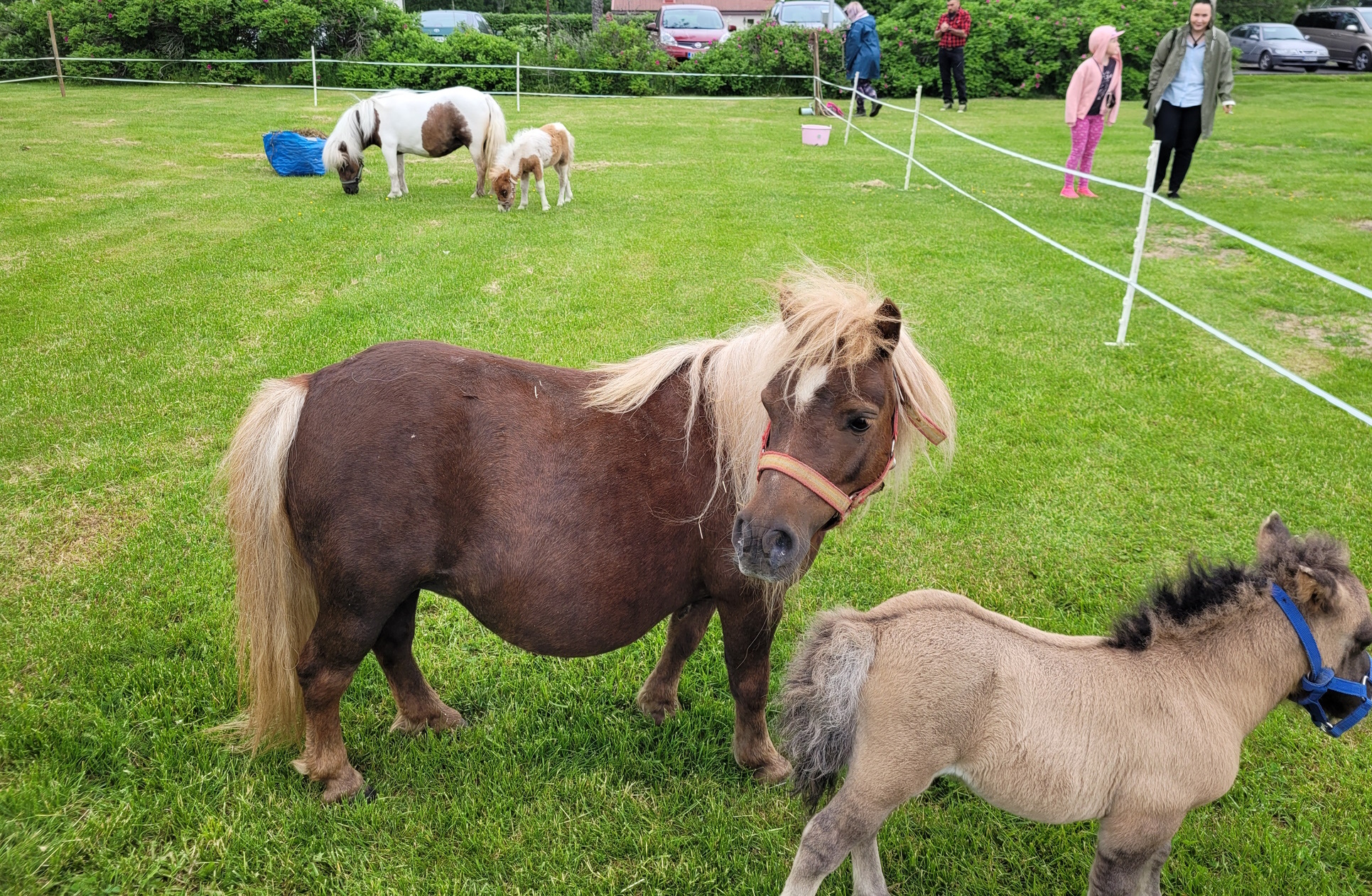 Liljendalpäivät 2023: Det går som en dans – kävelee kuin tanssi ...