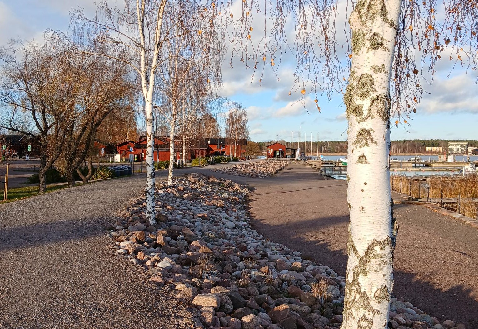 Puistoyksikkö parantaa Rantatien puustoa ja viihtyisyyttä uusimalla puita - Loviisan kaupunki